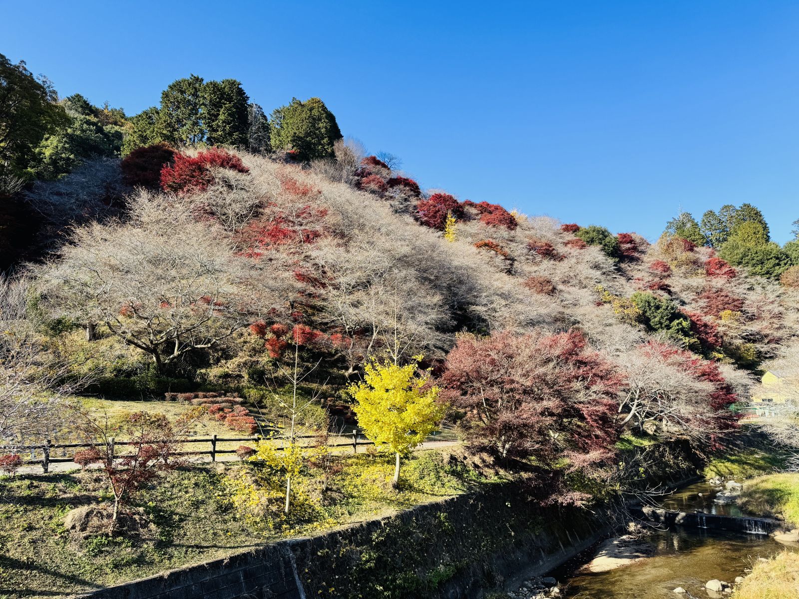 中川店スタッフブログ 桜と紅葉｜愛知 岐阜 静岡で新築一戸建て・分譲住宅・建売・土地をお探しならお任せください｜株式会社アイデムホーム