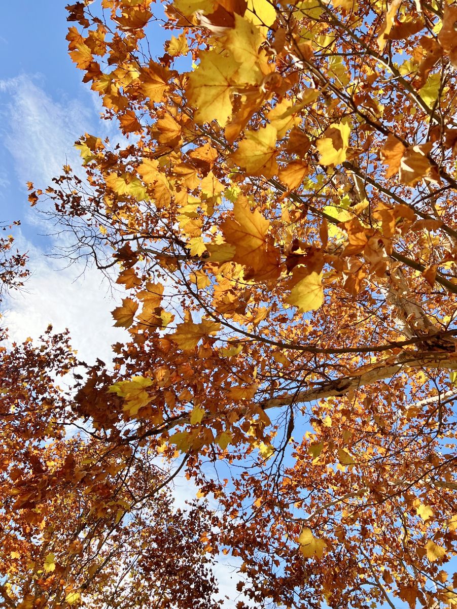 春日井店スタッフブログ 紅葉｜愛知 岐阜 静岡で新築一戸建て・分譲住宅・建売・土地をお探しならお任せください｜株式会社アイデムホーム